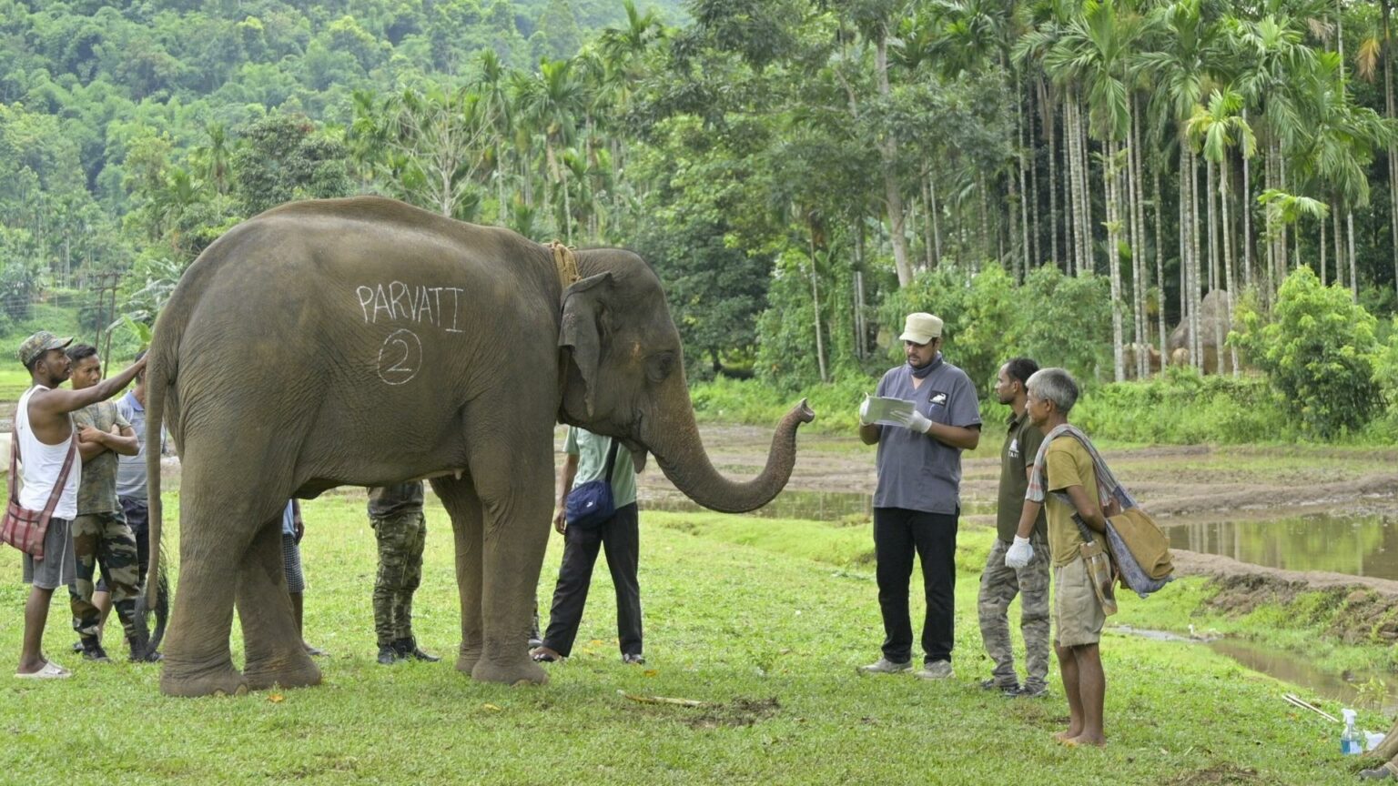 Understanding Elephant Communication - Wildlife SOS