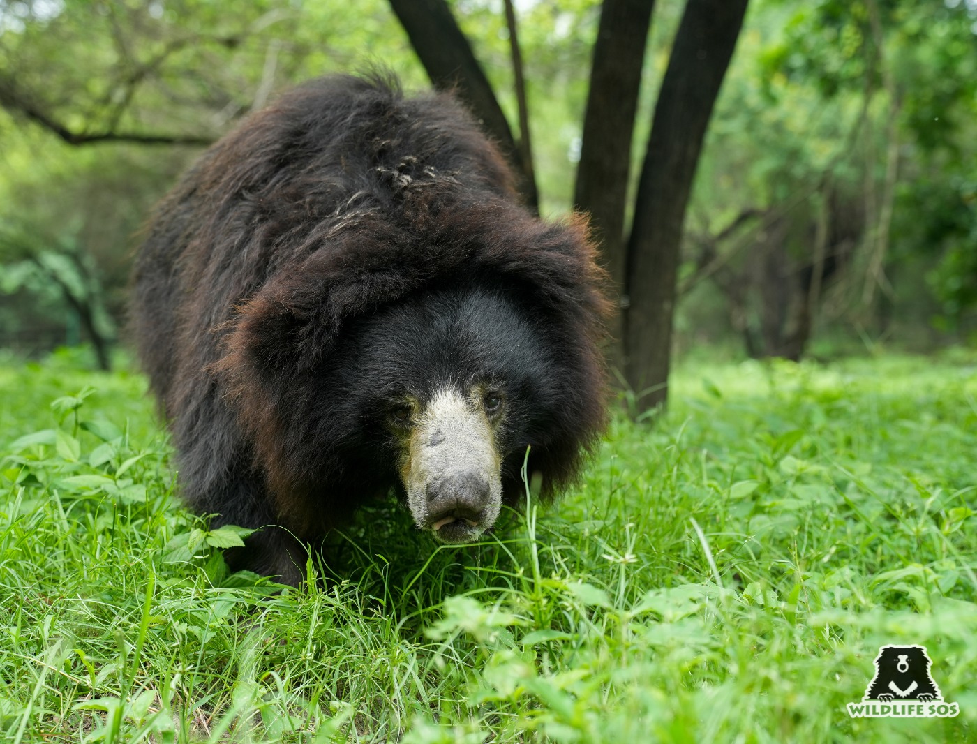 The Science Of Animal Communication - Wildlife SOS