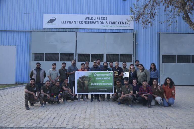 Integrating Acupuncture Into Elephant Treatment - Wildlife SOS