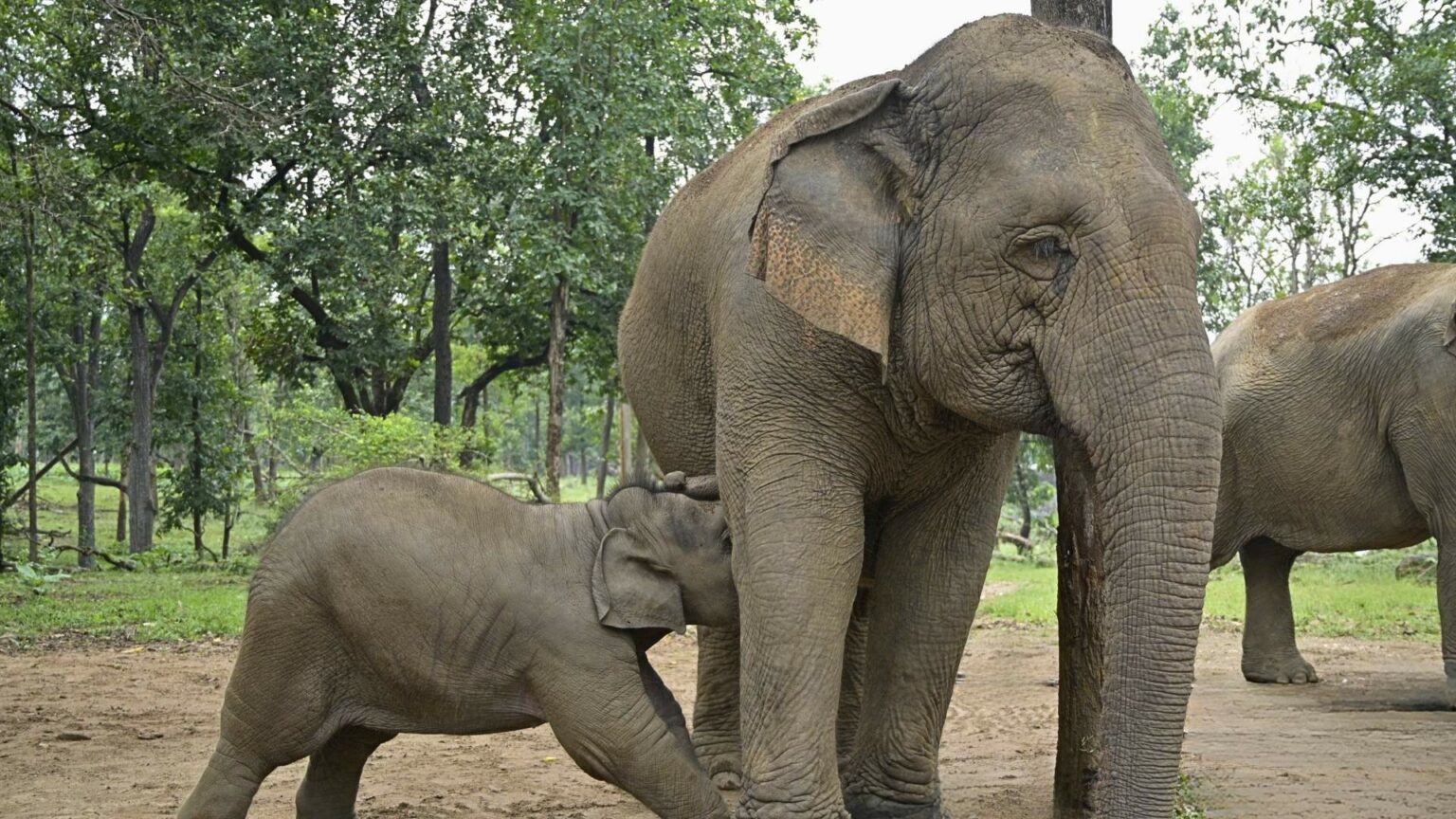 Tales Of Elephants From Two Continents - Wildlife SOS