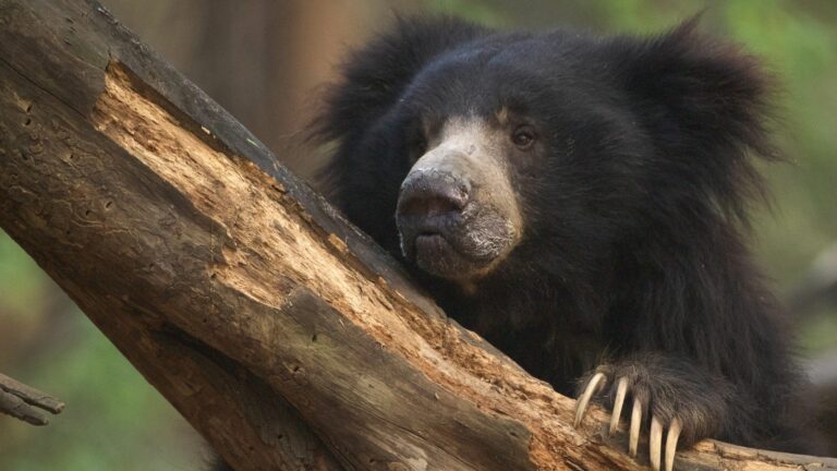 Where The Wild Roams: 7 Best Places To Spot Sloth Bears In India ...