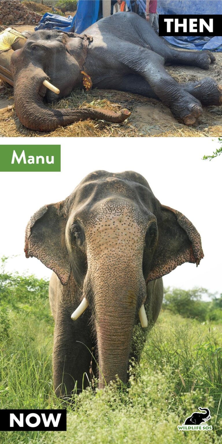 From Collapse To Comeback: Manu’s Journey & What It Teaches Us About ...