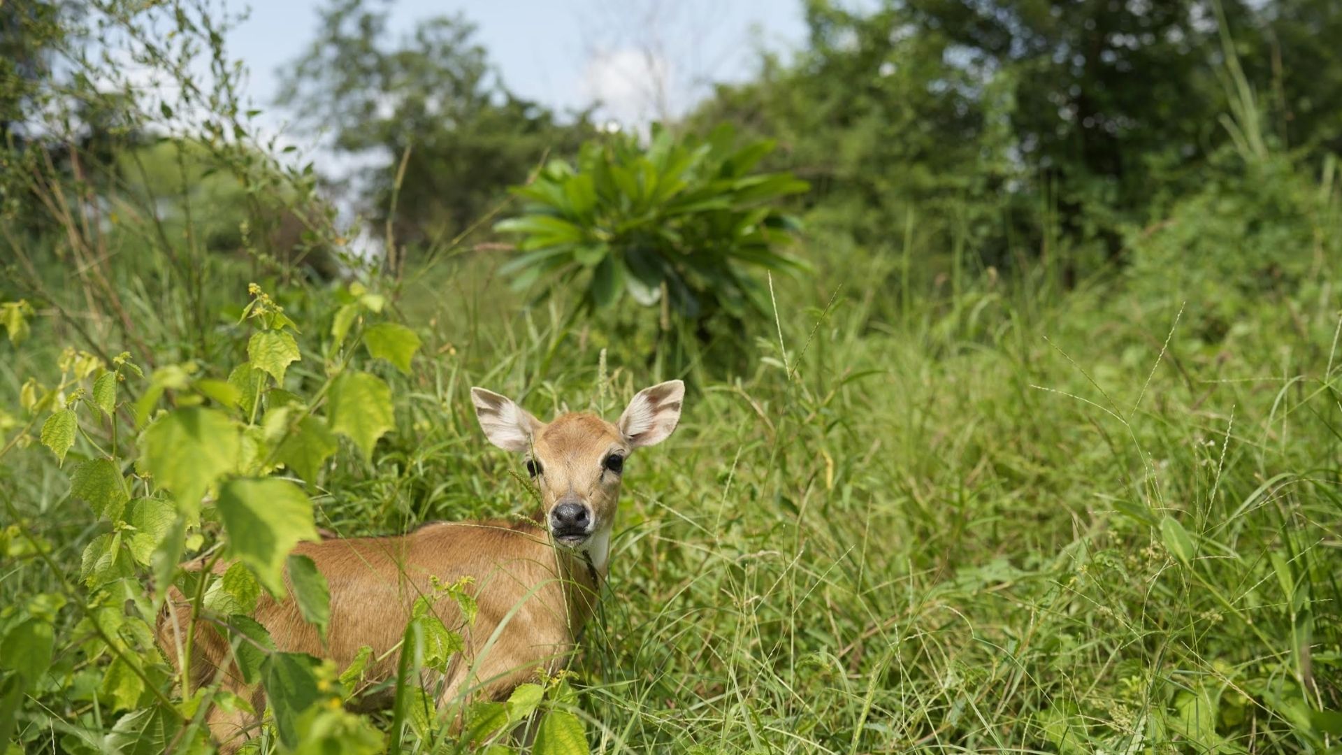 Evolution of Bears - Wildlife SOS