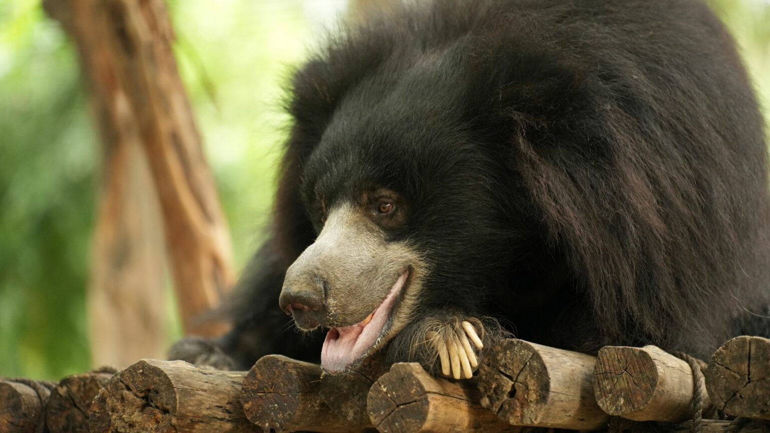 The Science Of Animal Communication - Wildlife SOS