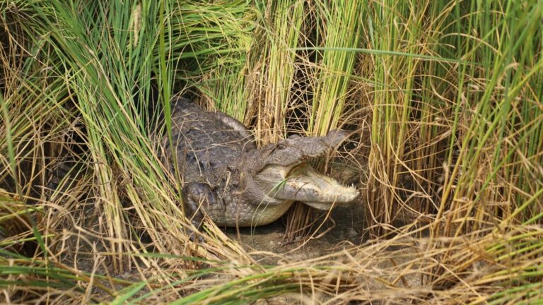 Tagging Wild Animals: Microchips, Collar Tags and More - Wildlife SOS