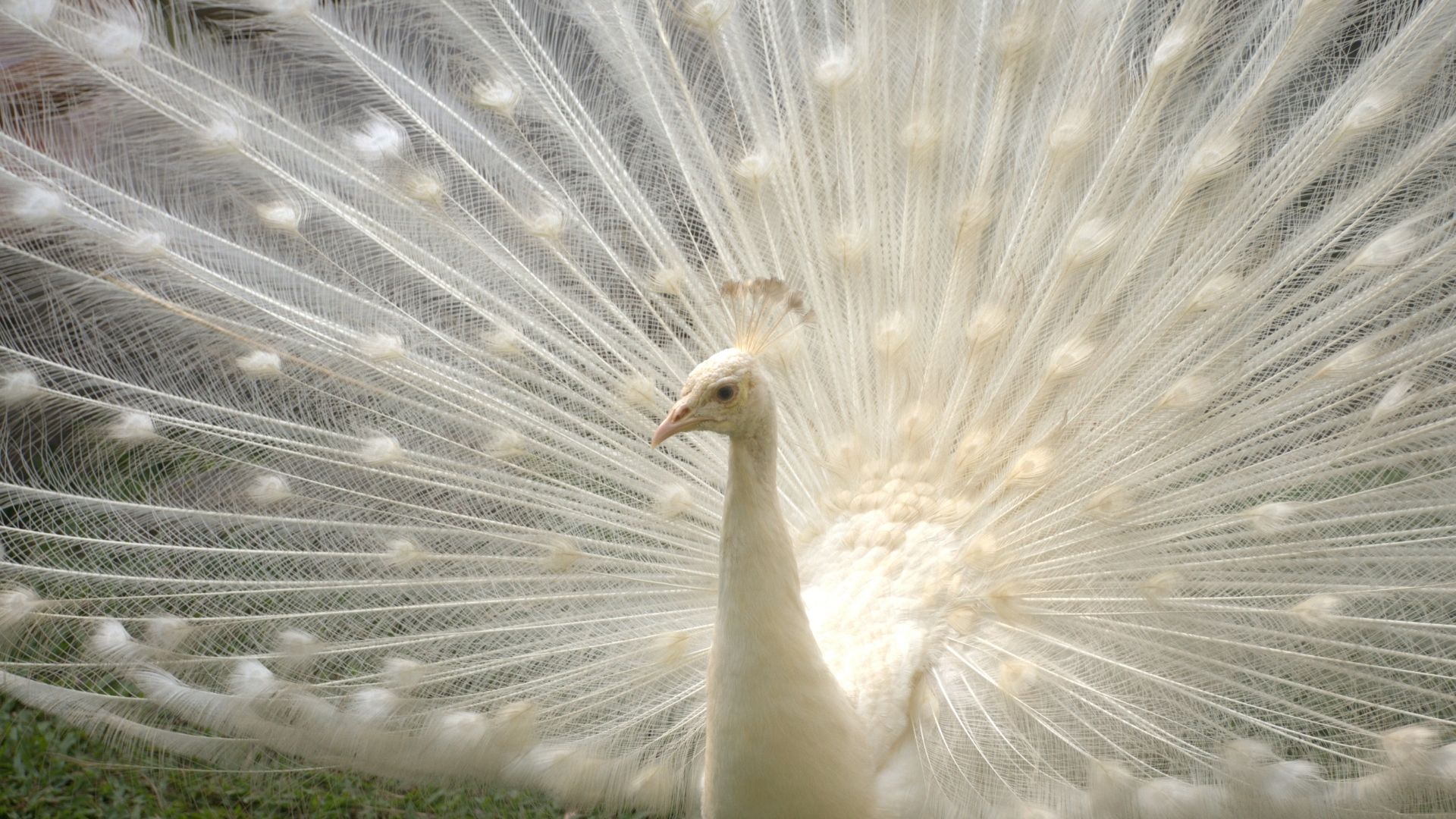 The Curious Cases Of Leucism, Albinism & Melanism - Wildlife SOS