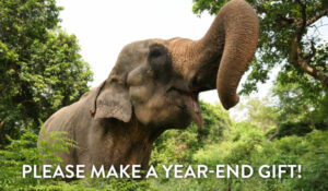 Tagging Wild Animals: Microchips, Collar Tags and More - Wildlife SOS