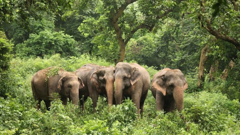 The Remarkable Cognitive Abilities Of Elephants - Wildlife SOS