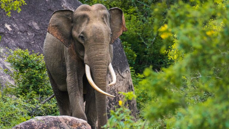 The Remarkable Cognitive Abilities Of Elephants - Wildlife SOS