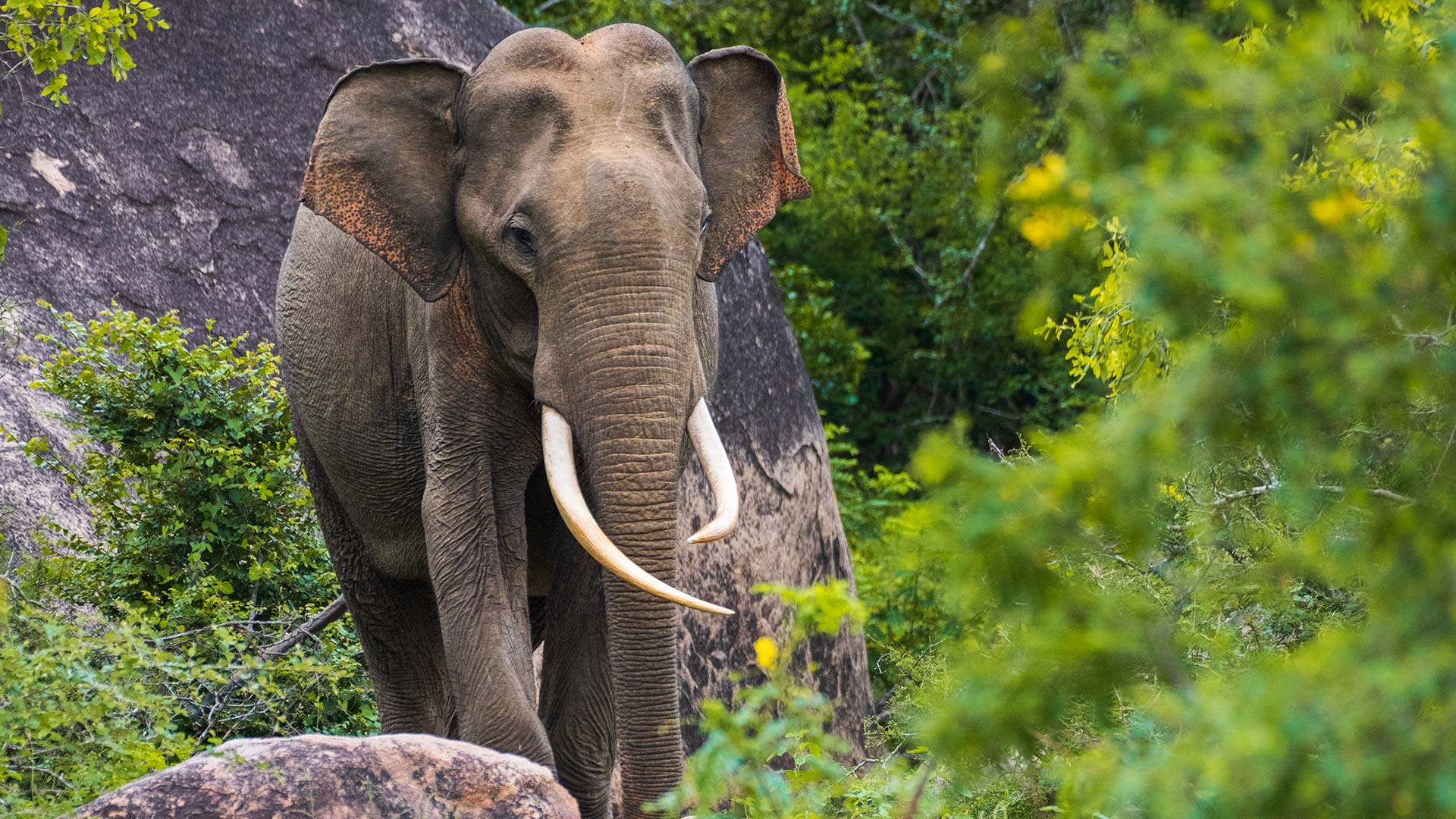 Exploring The Exquisite Diet Of Asian Elephants In The Wild - Wildlife SOS