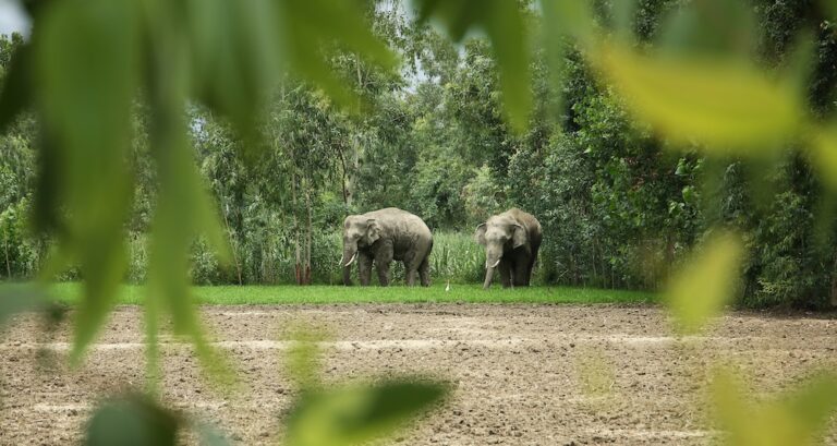 India’s Wild Elephants Are Disappearing At An Alarming Rate - Wildlife SOS