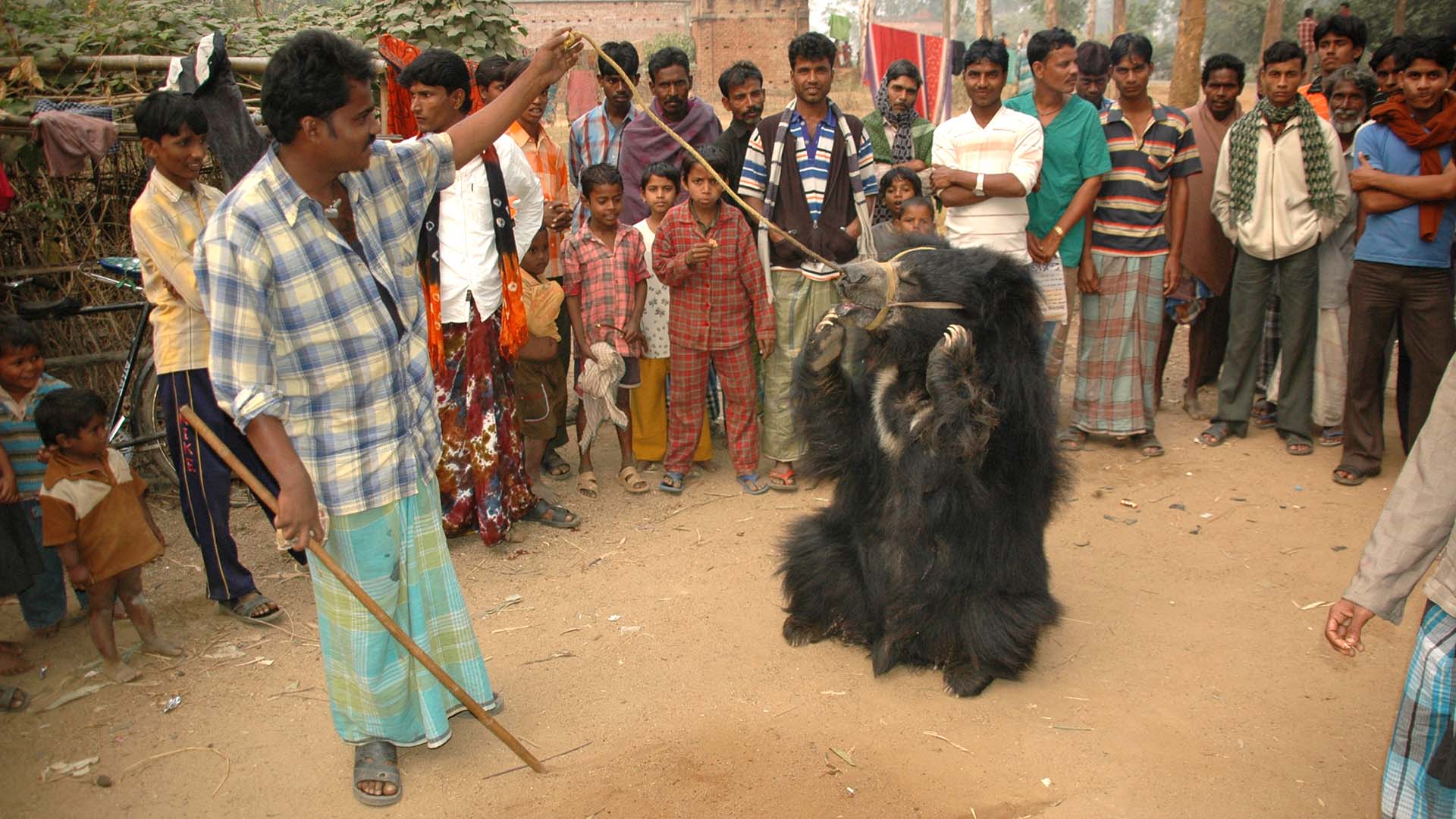 We Ended the Dancing Bear Trade. That Didn’t Mean the Work Was Over ...