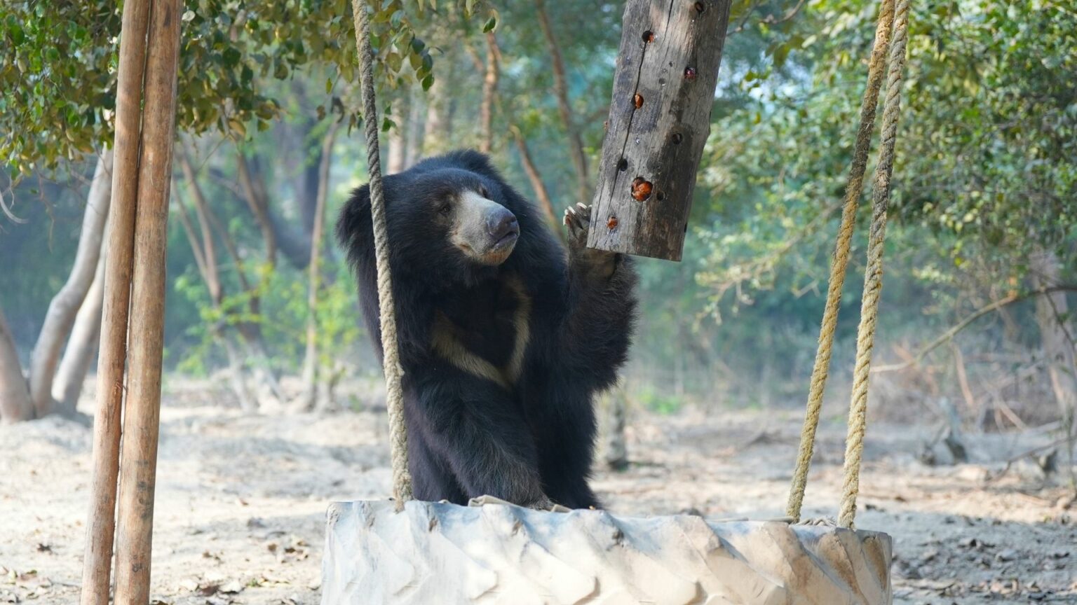 Piggybacking For Survival: How & Why Sloth Bears Carry Their Cubs ...