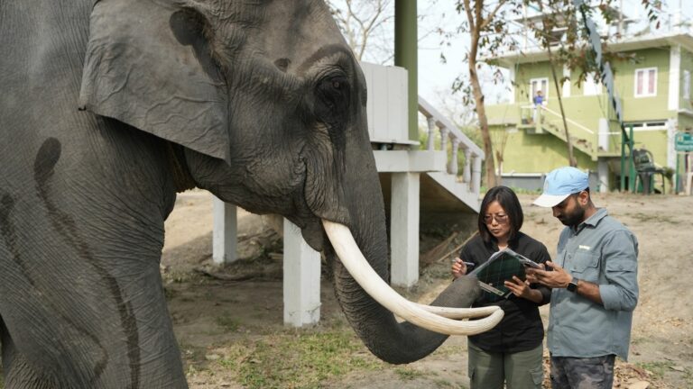 The Remarkable Cognitive Abilities Of Elephants - Wildlife SOS