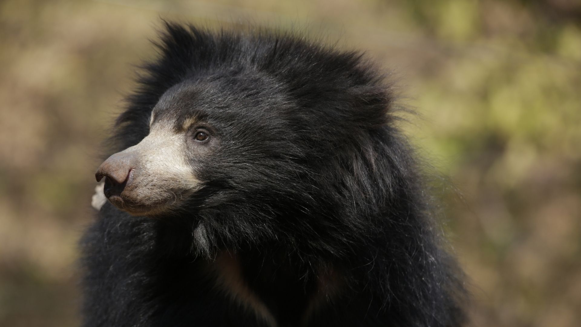 Bear Diary: Jimmy, The Joyful Explorer! - Wildlife SOS