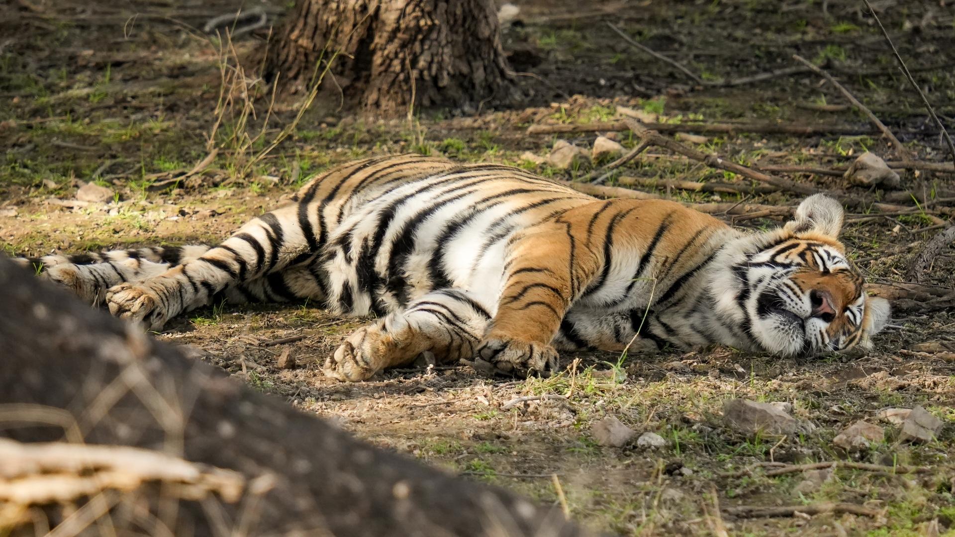 Tagging Wild Animals: Microchips, Collar Tags and More - Wildlife SOS