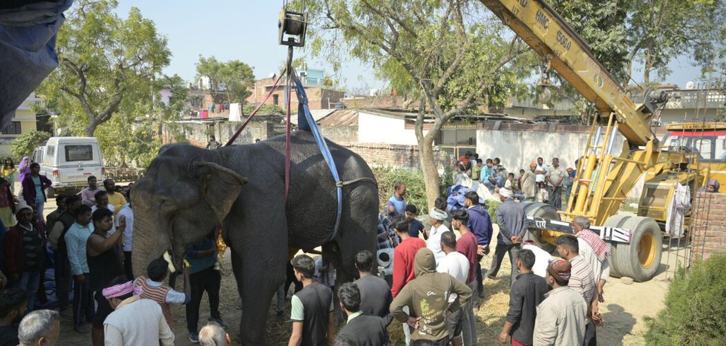 What It Takes To Rescue An Elephant - Wildlife SOS