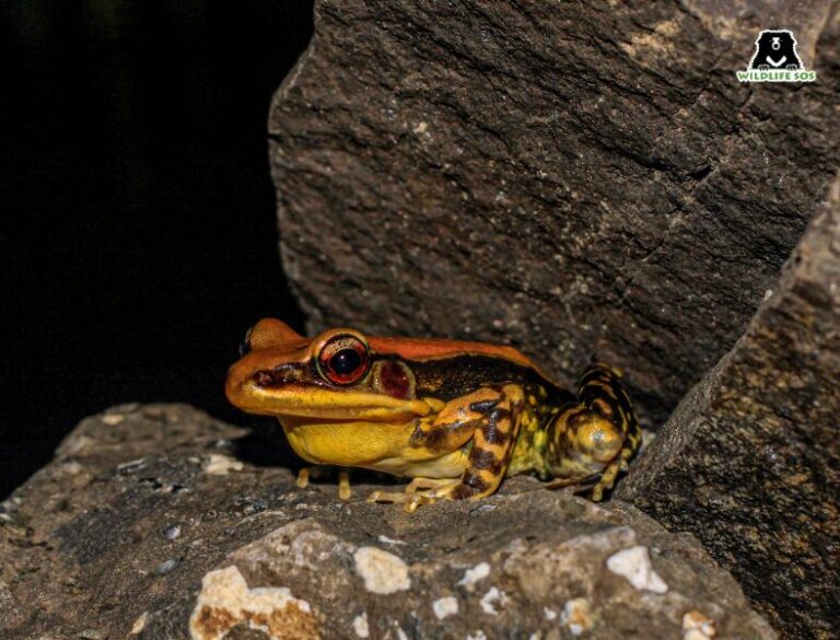 Things You Didn’t Know About: Frogs - Wildlife SOS