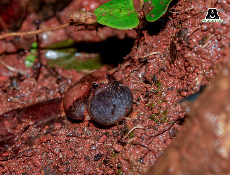 Things You Didn’t Know About: Frogs - Wildlife SOS