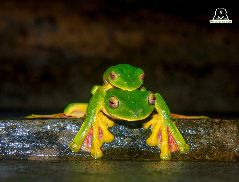 Things You Didn’t Know About: Frogs - Wildlife SOS
