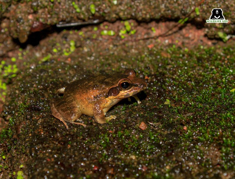 Things You Didn’t Know About: Frogs - Wildlife SOS