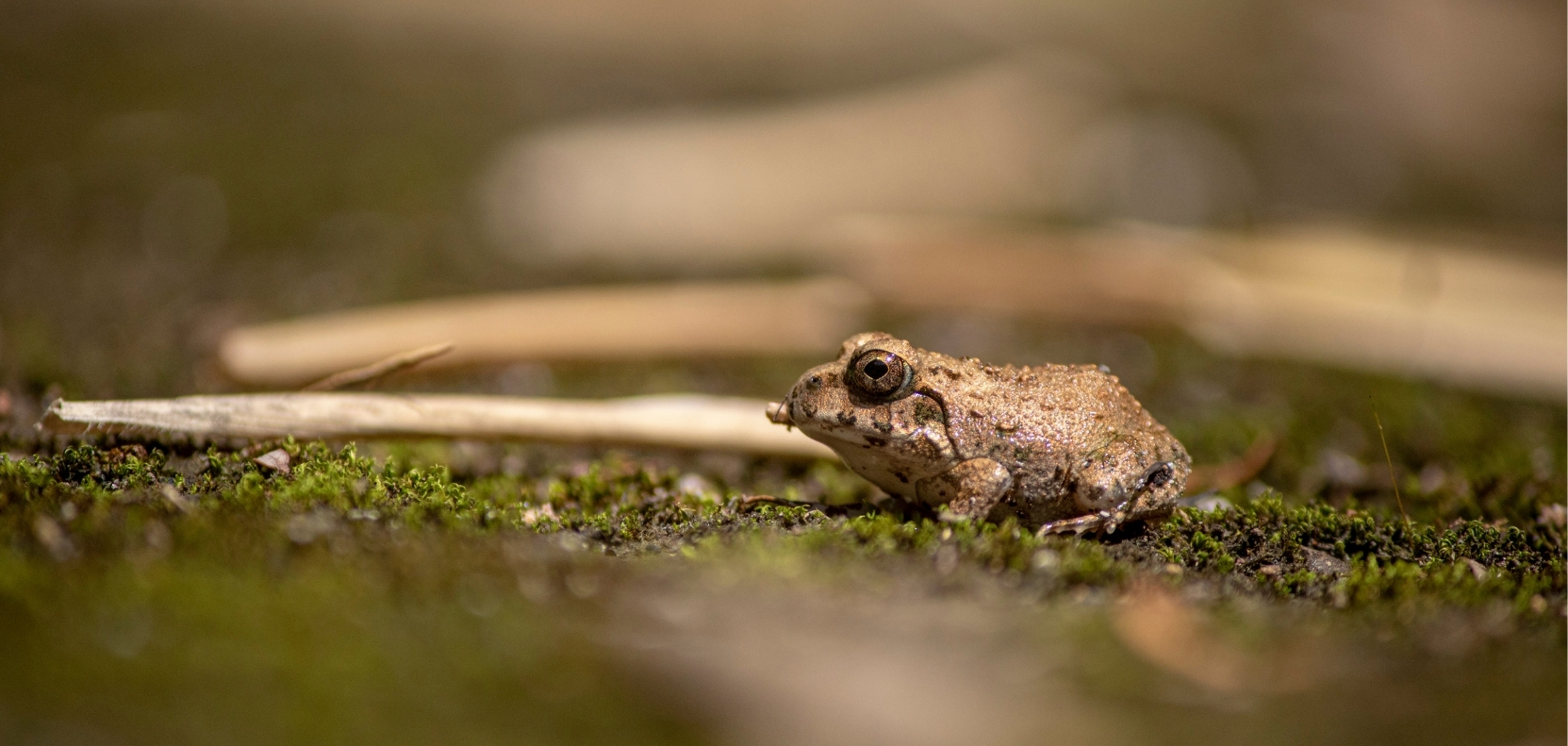 Things You Didn’t Know About: Frogs - Wildlife SOS