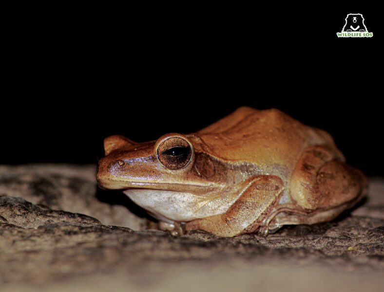 Things You Didn’t Know About: Frogs - Wildlife SOS