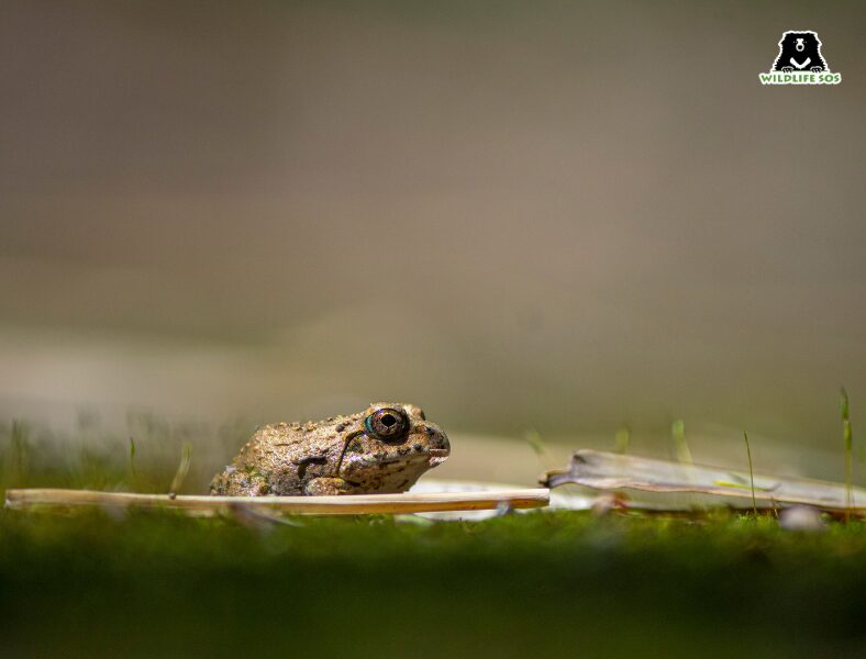 Things You Didn’t Know About: Frogs - Wildlife SOS
