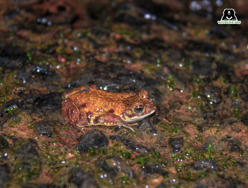 Things You Didn’t Know About: Frogs - Wildlife SOS