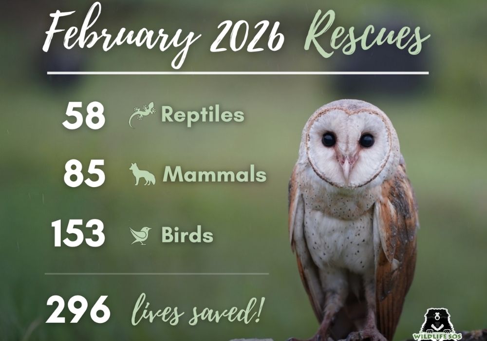 Rescues From The Helpline – February 2026 - Wildlife SOS