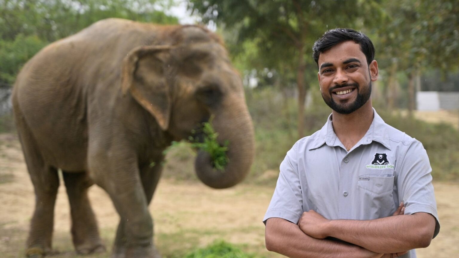 Are Elephants Social Or Solitary? - Wildlife SOS