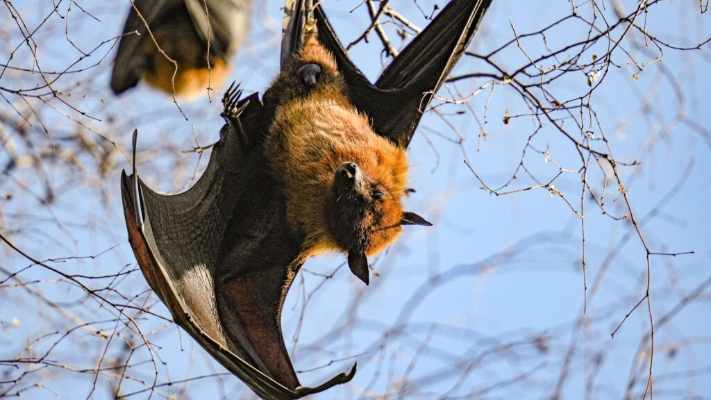 Home - Wildlife SOS